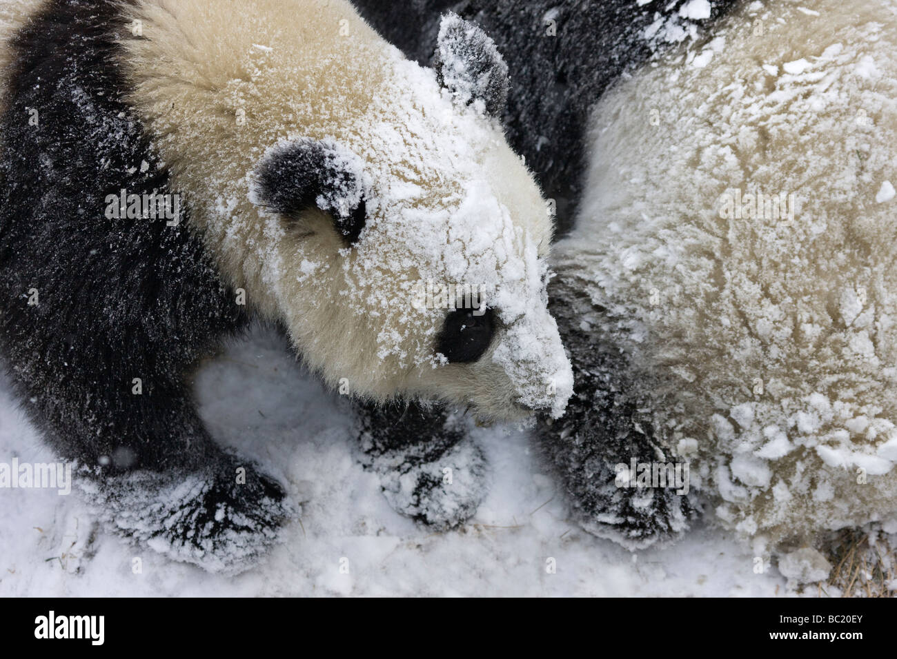 Panda playing snow hi-res stock photography and images - Alamy