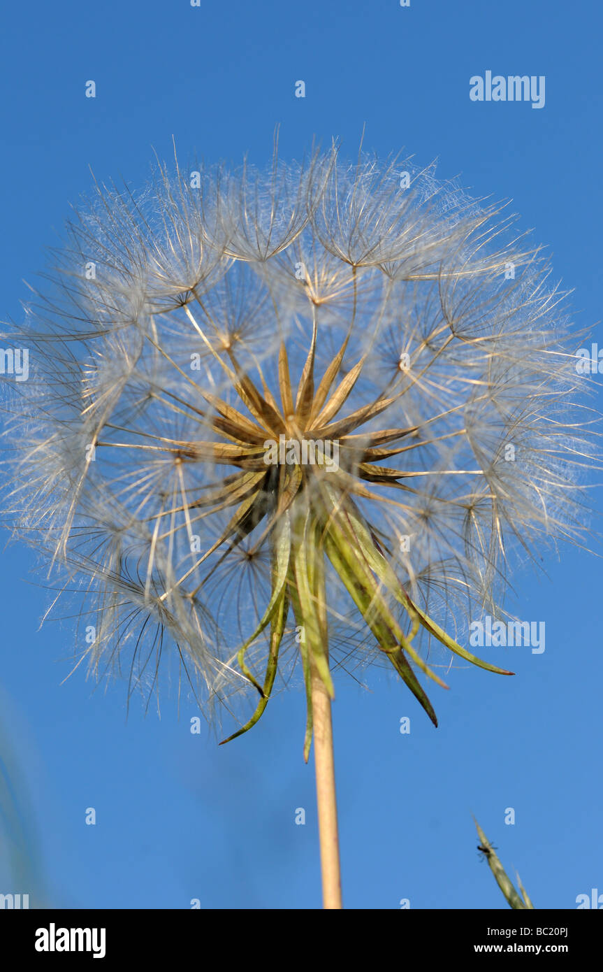 Goats beard hi-res stock photography and images - Alamy