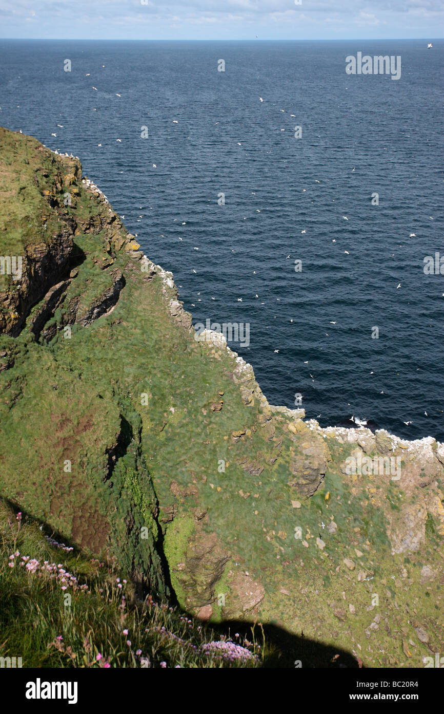 Troup Head RSPB reserve with gannets Scotland summer Stock Photo - Alamy