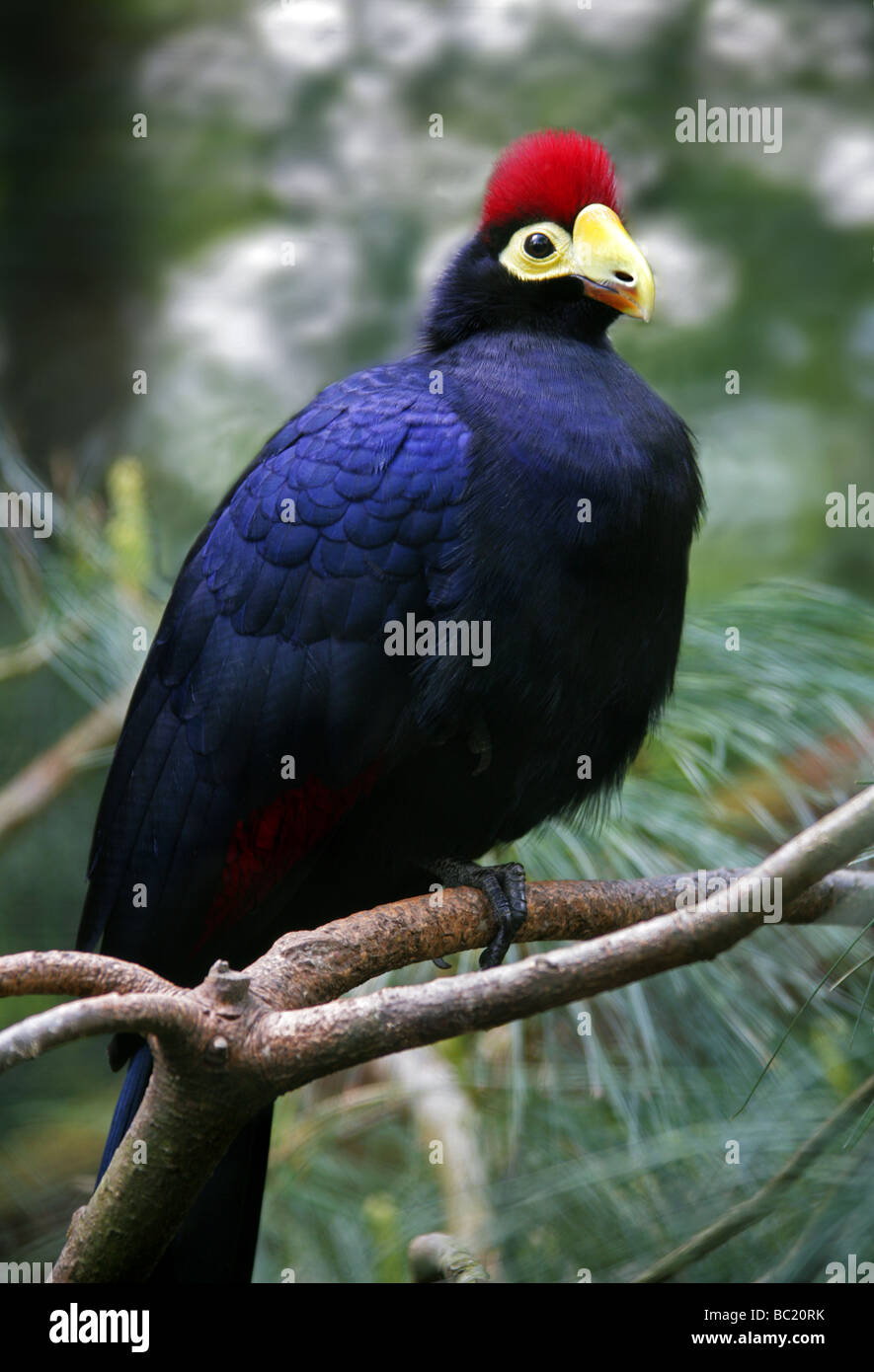Lady Ross's Turaco, Musophaga rossae, Musophagidae, Cuculiformes ...