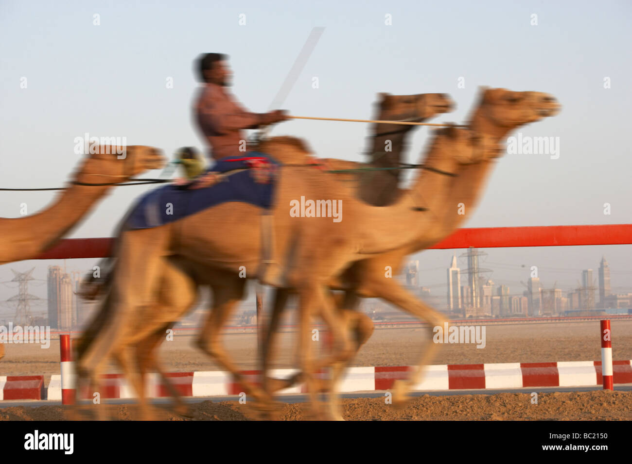 Camel Racing In Dubai Stock Photo - Alamy