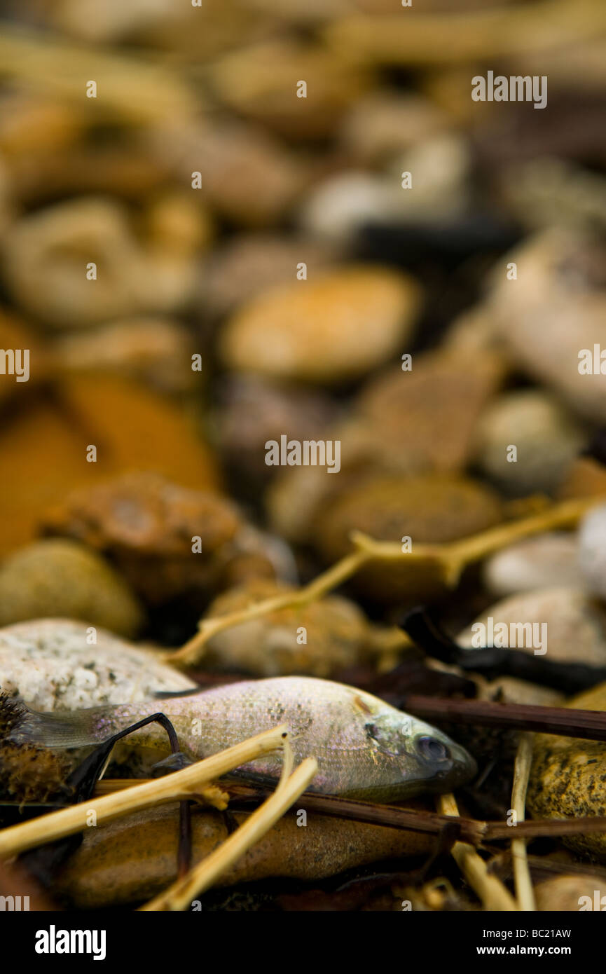A small dead fish lies in the flotsam line of a freshwater lake with a ...