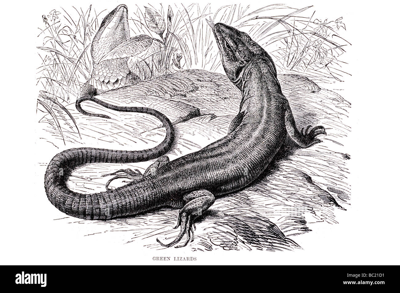 Lizards cut out hi-res stock photography and images - Alamy