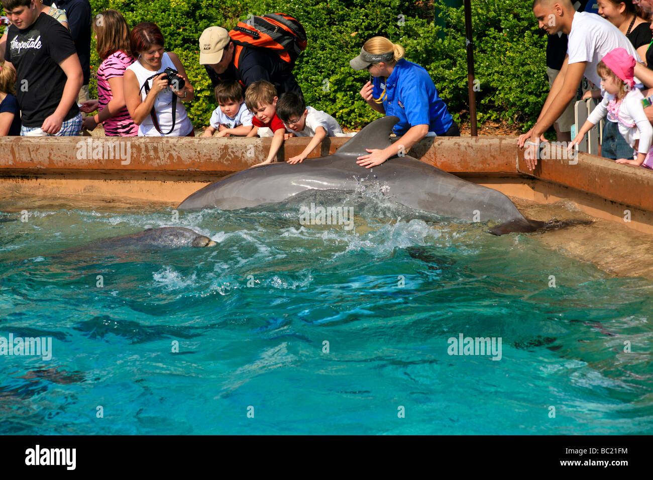 Feed feed delfin hi-res stock photography and images - Alamy