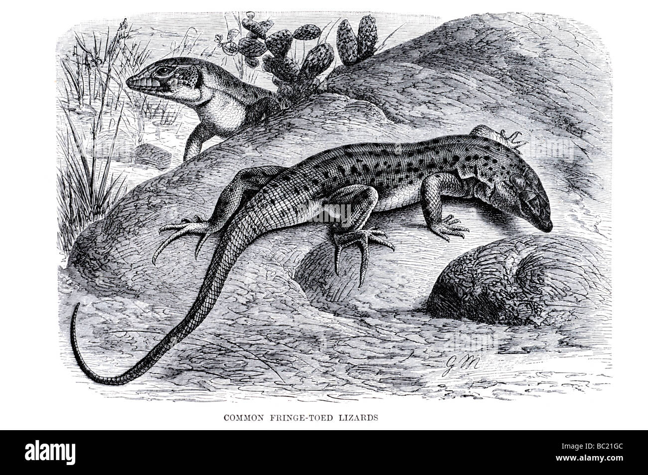 common fringe toed lizards Stock Photo - Alamy