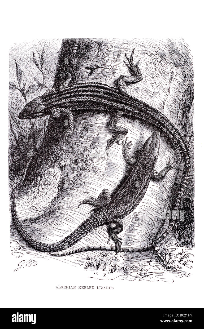 Rare lizards Cut Out Stock Images & Pictures - Alamy