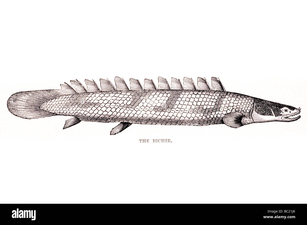 Bichir hi-res stock photography and images - Alamy
