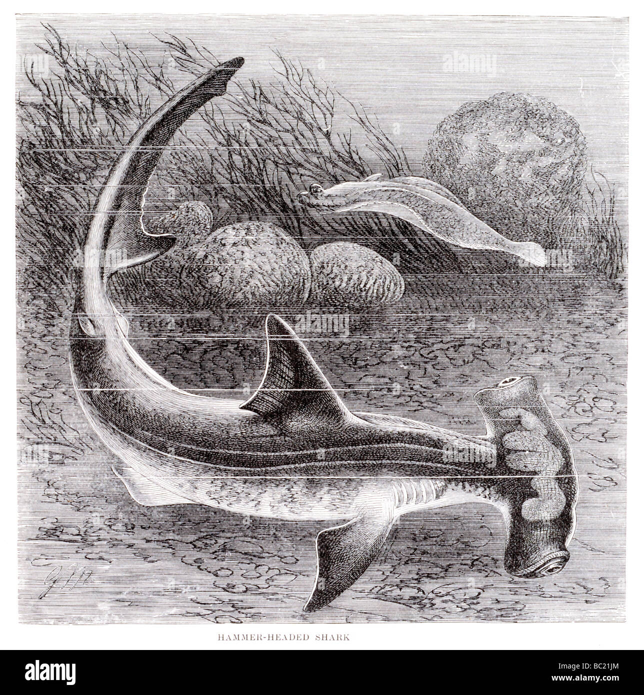 hammer headed shark Stock Photo - Alamy