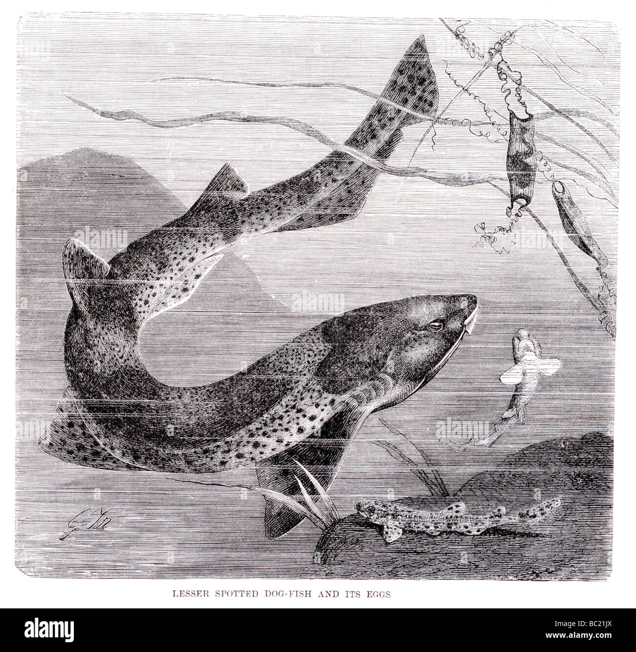 Victorian spotted dogfish hi-res stock photography and images - Alamy