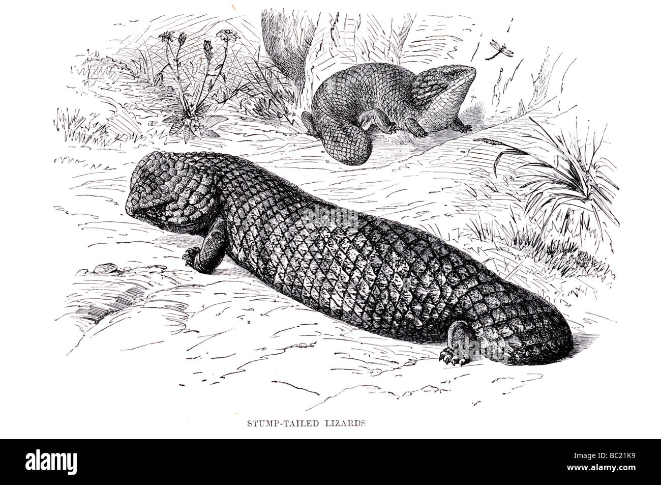 stump tailed lizards Stock Photo - Alamy