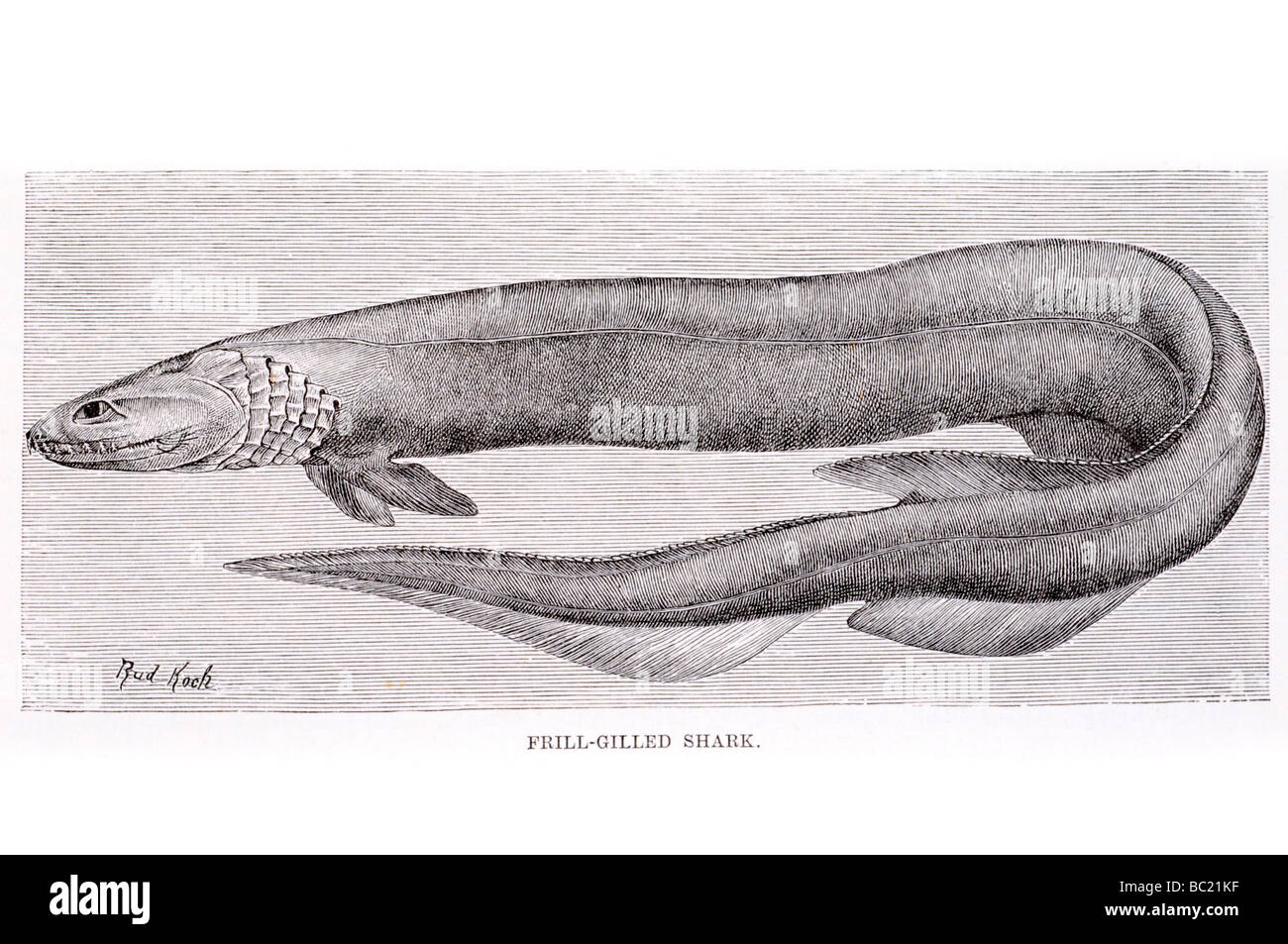 frill gilled shark Stock Photo - Alamy