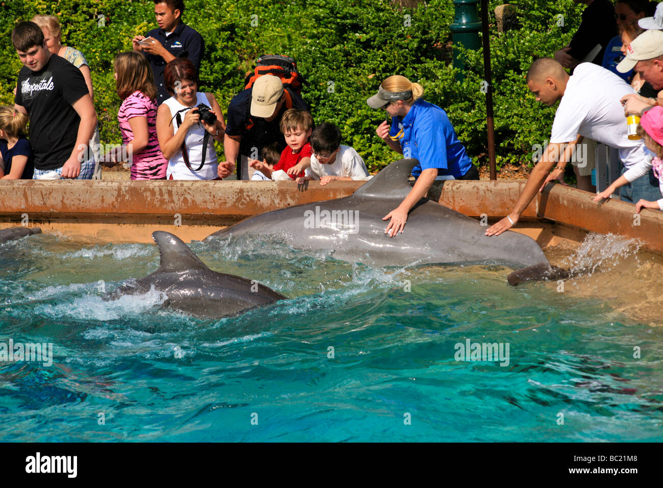 Feeding fish to dolphin hi-res stock photography and images - Alamy