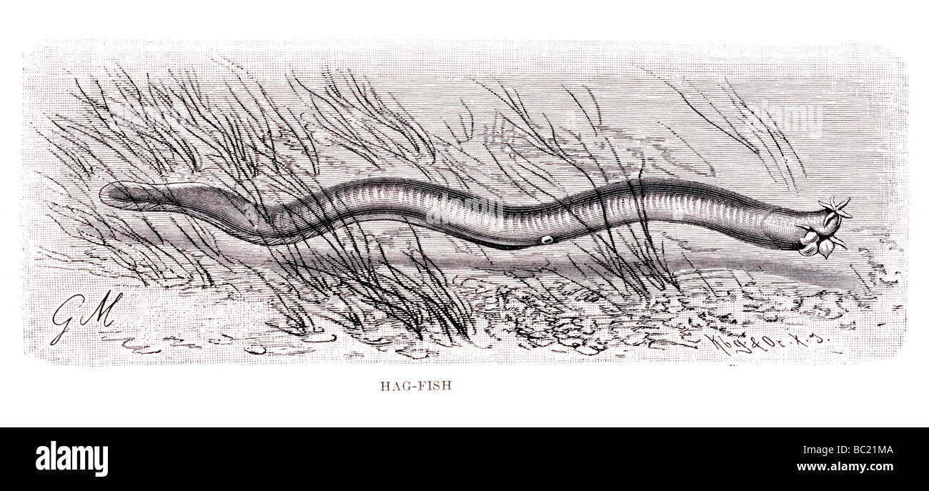 Hagfish hyperotreti hi-res stock photography and images - Alamy
