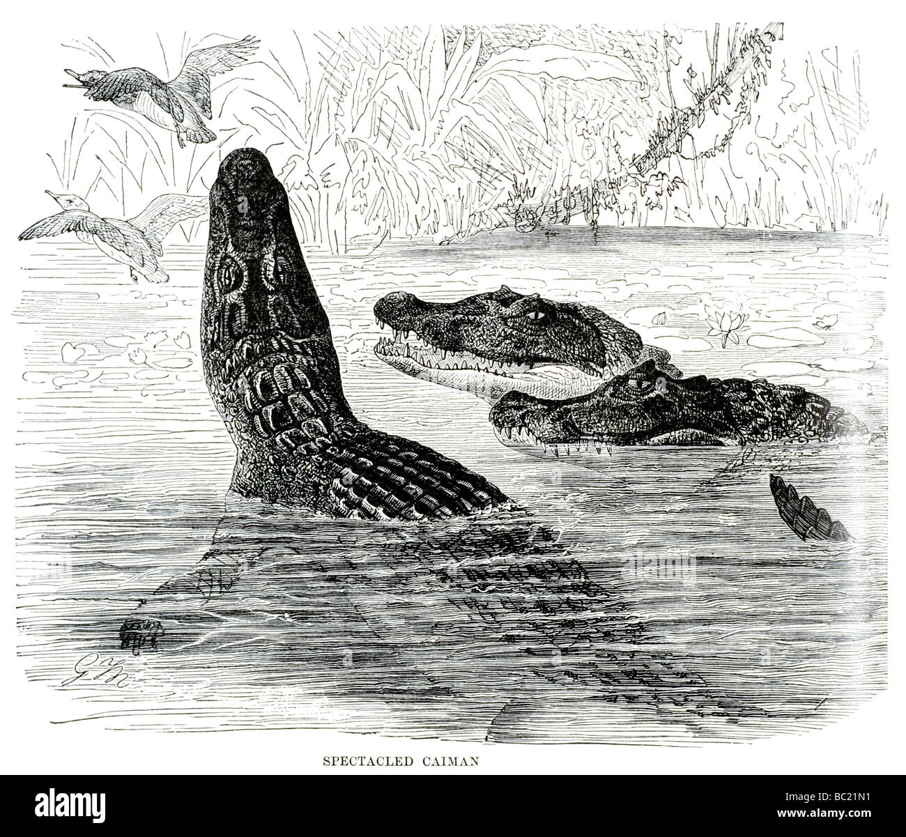 Black caiman engraving hi-res stock photography and images - Alamy