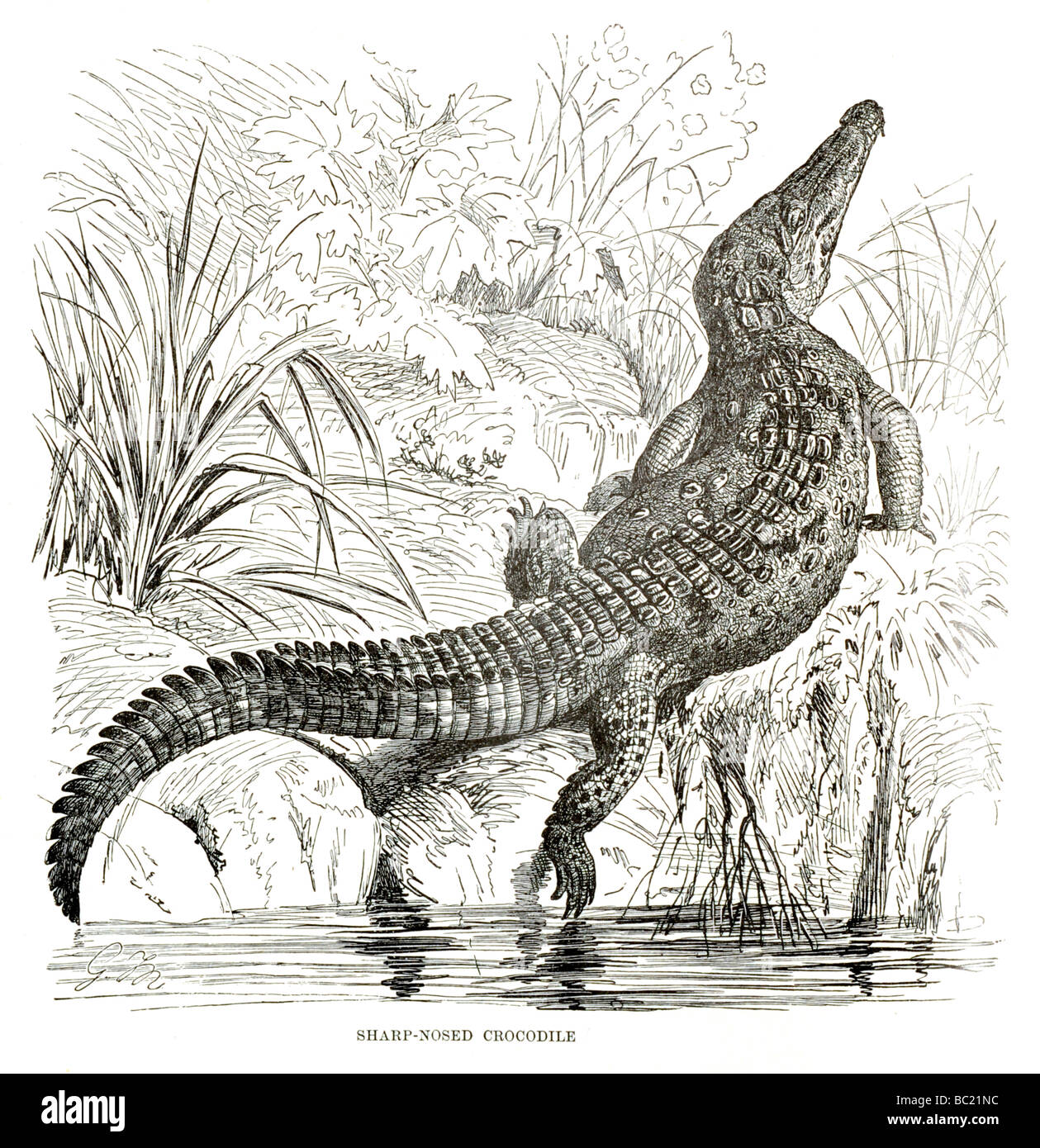 Crocodile feet hi-res stock photography and images - Alamy