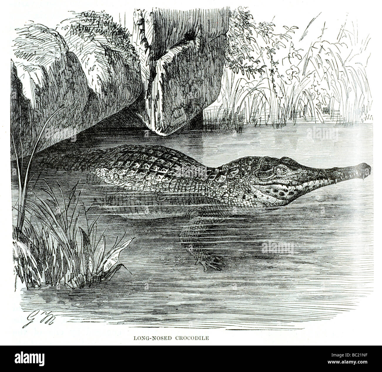 Long nosed crocodile hi-res stock photography and images - Alamy