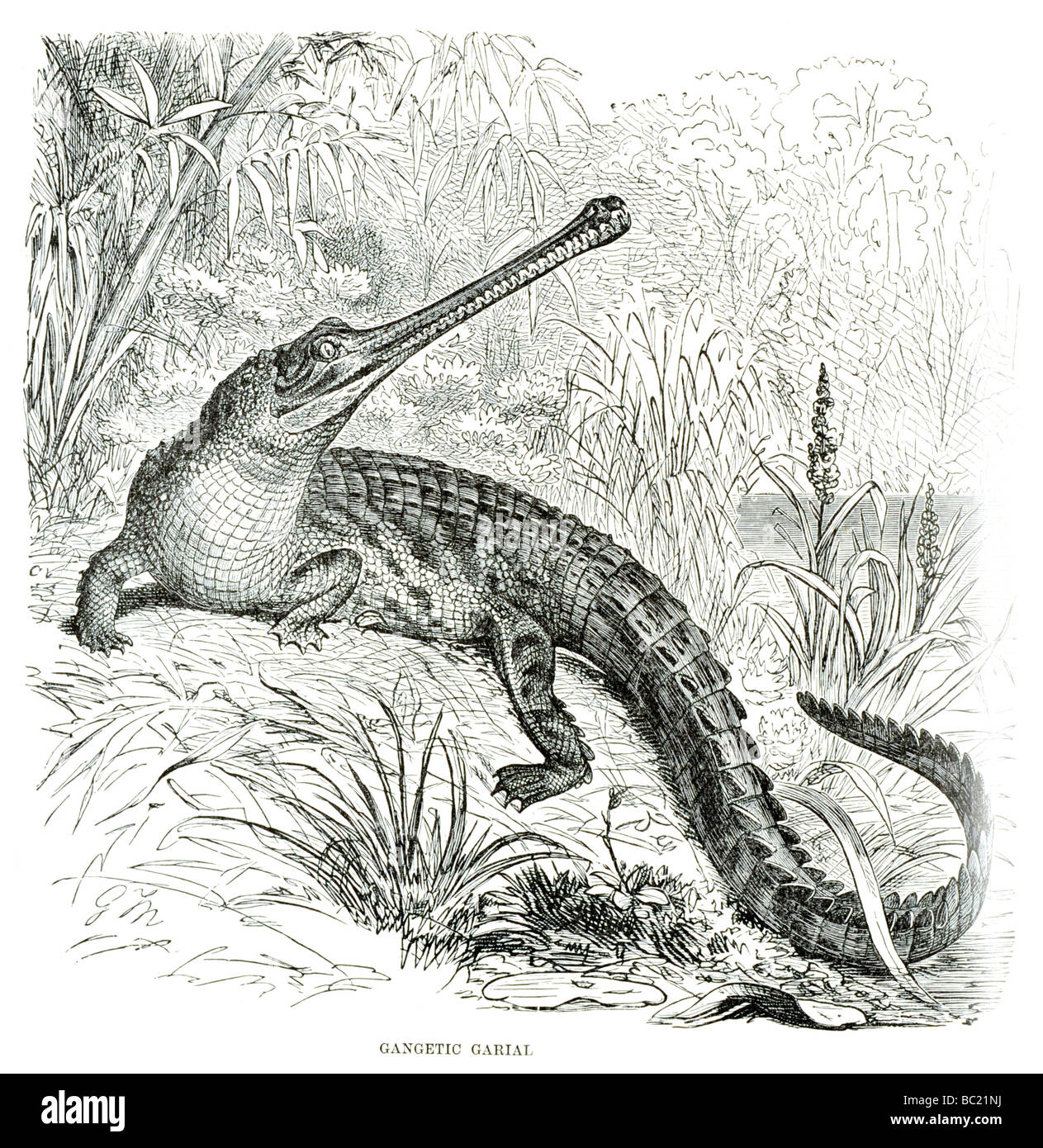 Garialis gangeticus hi-res stock photography and images - Alamy