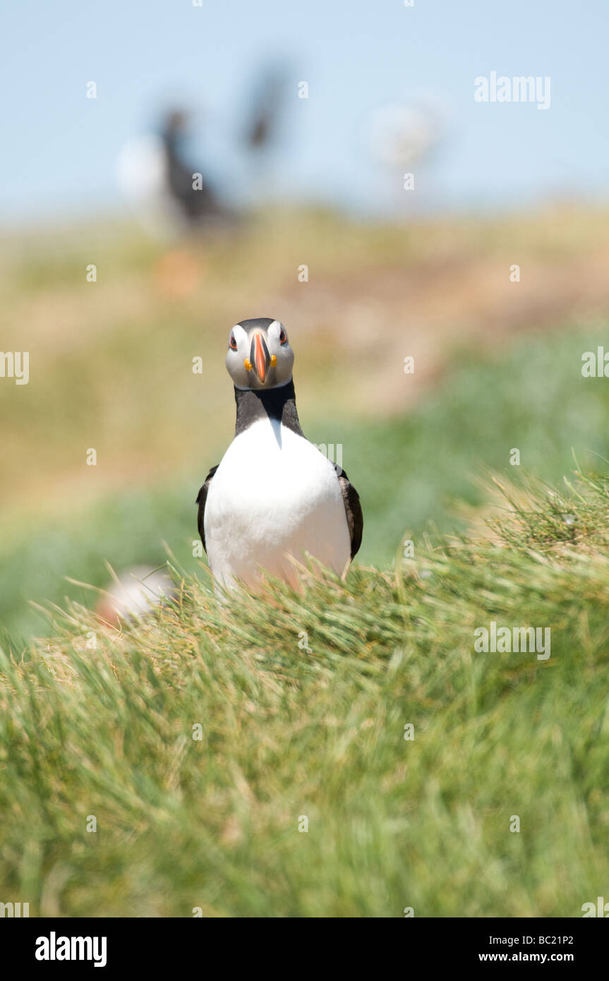 Curious puffin hi-res stock photography and images - Alamy