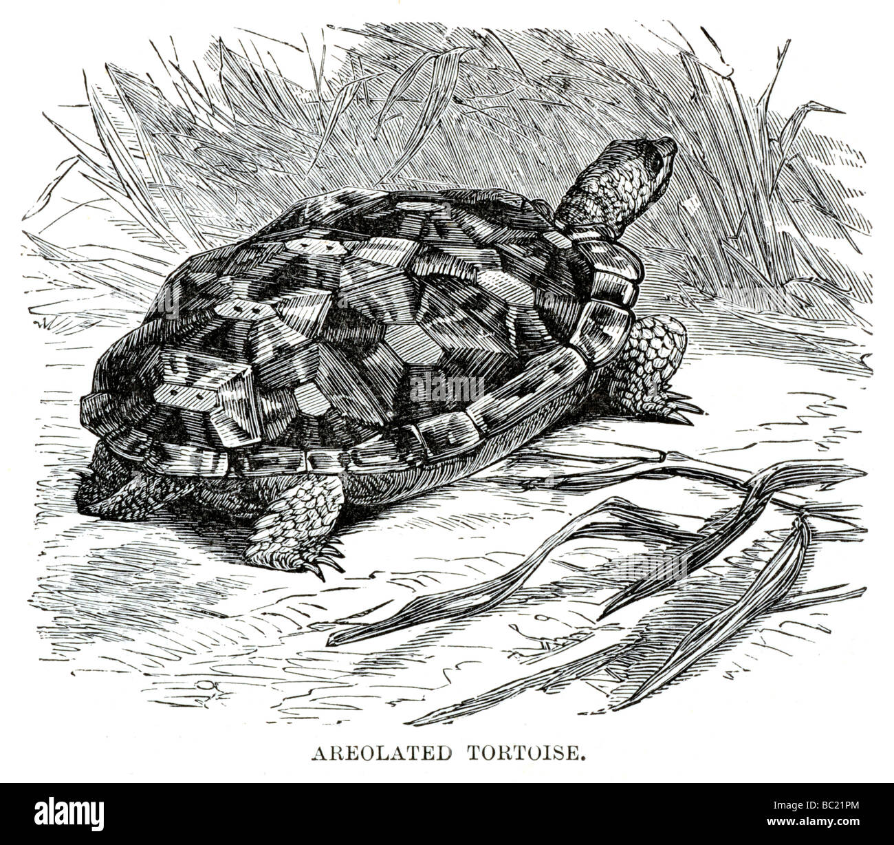 Speckled cape tortoise hi-res stock photography and images - Alamy