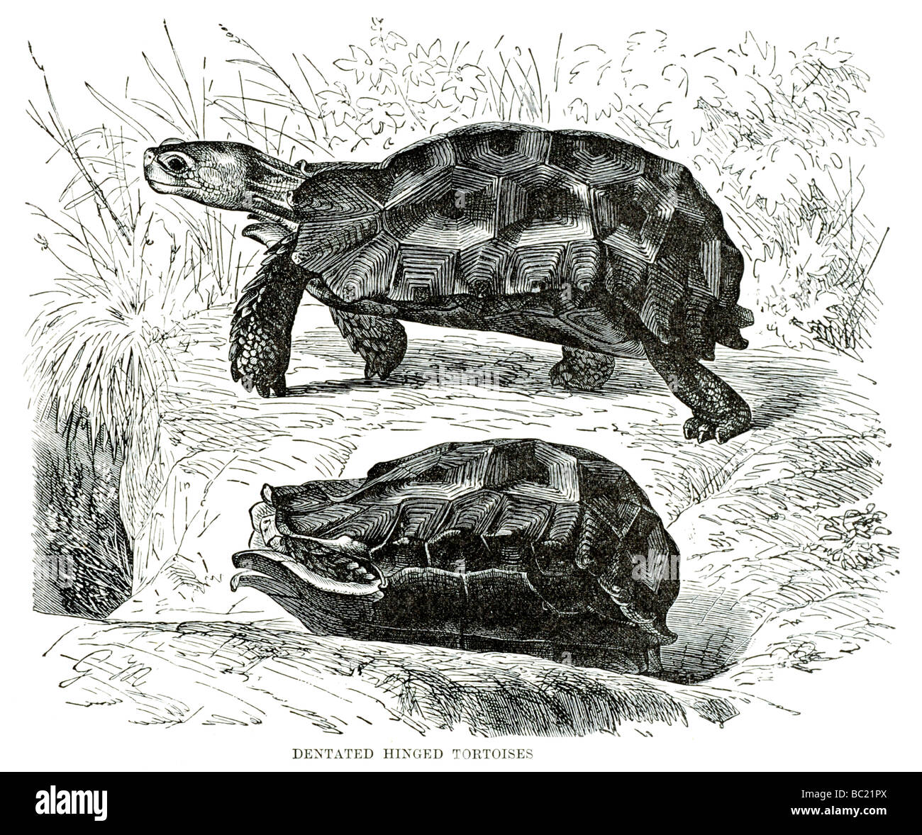 dentated hinged tortoise Stock Photo - Alamy