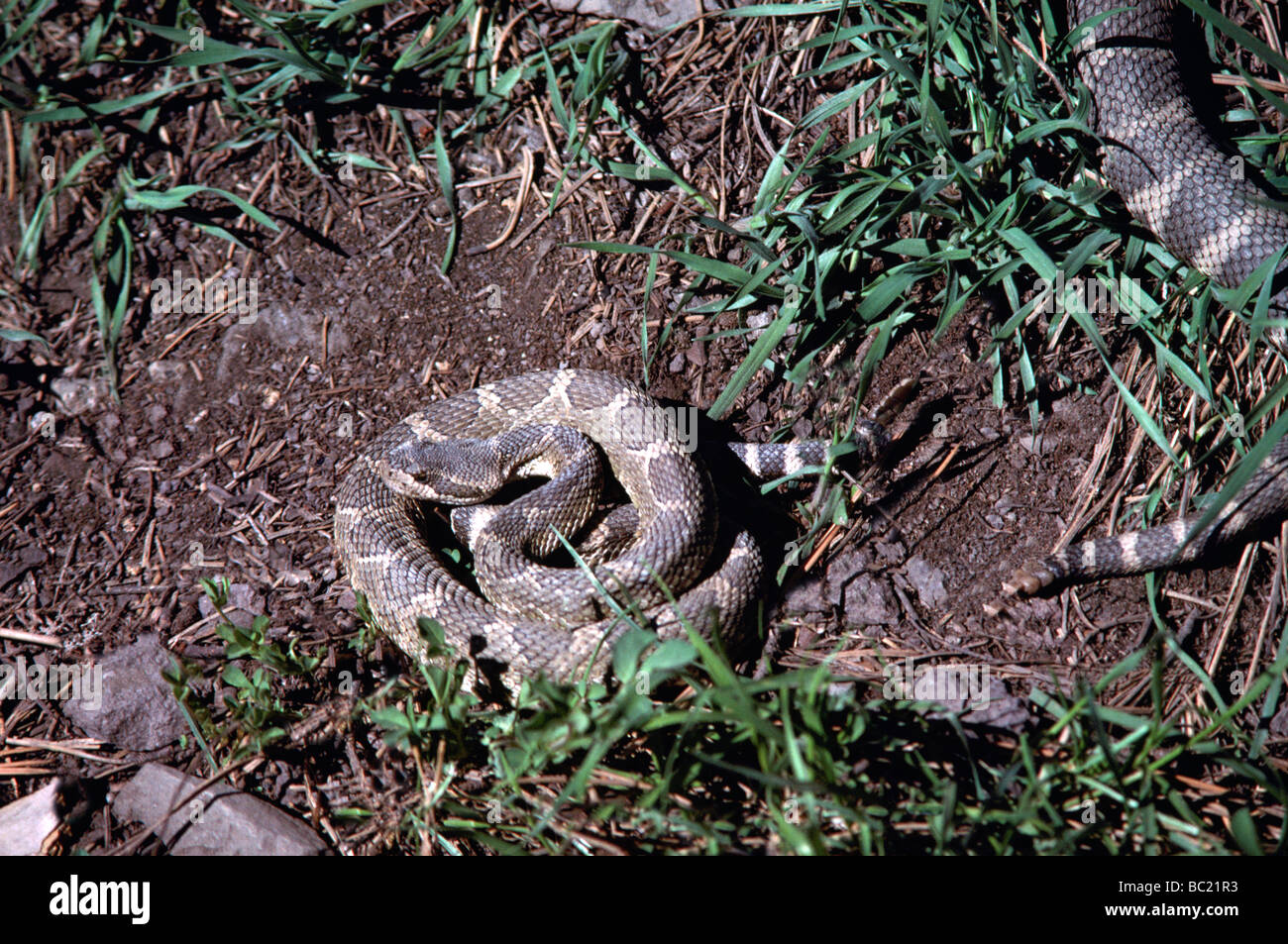 Coiled snakes in the grass hi-res stock photography and images - Alamy