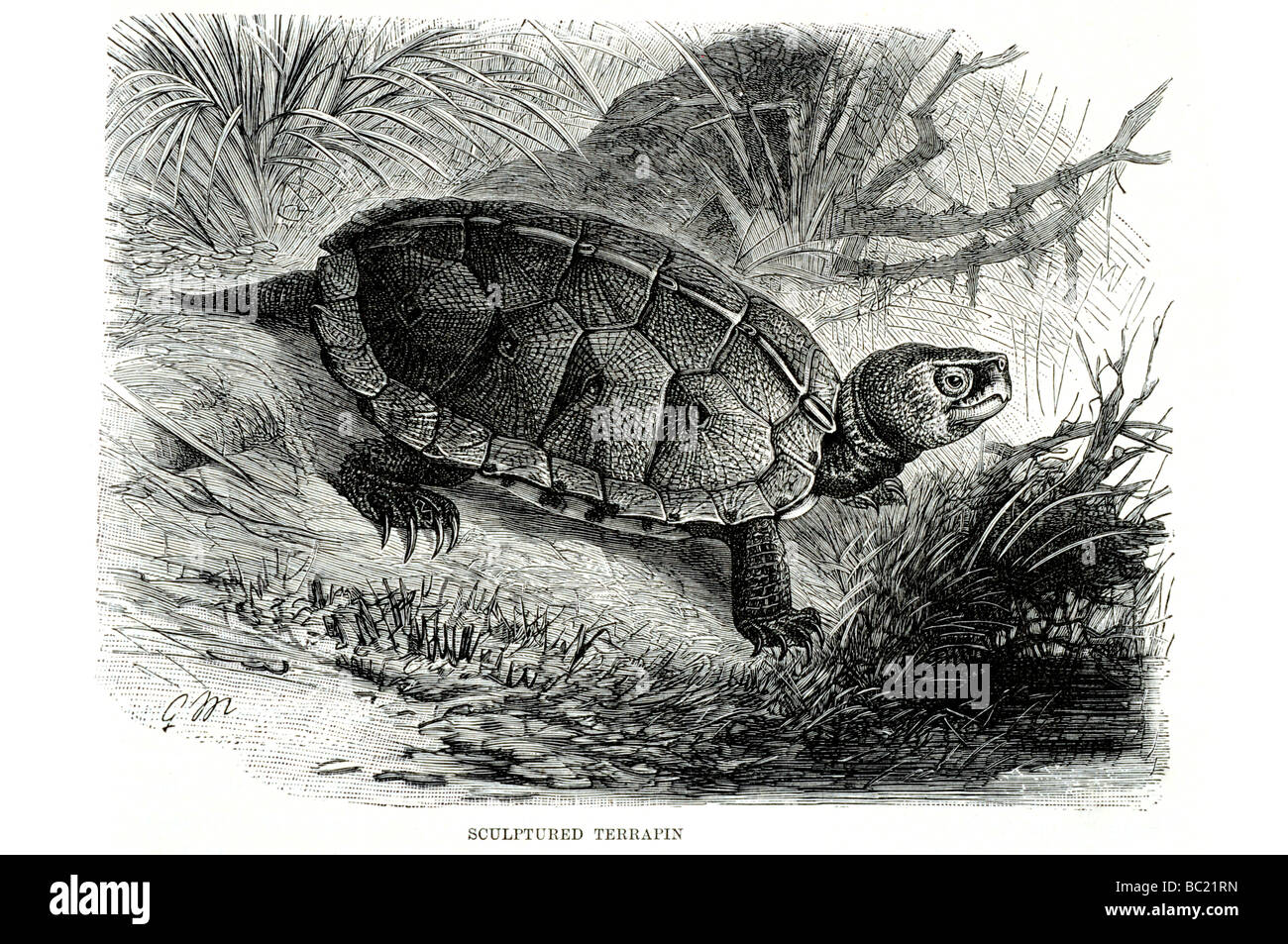 Black and white terrapin hi-res stock photography and images - Alamy