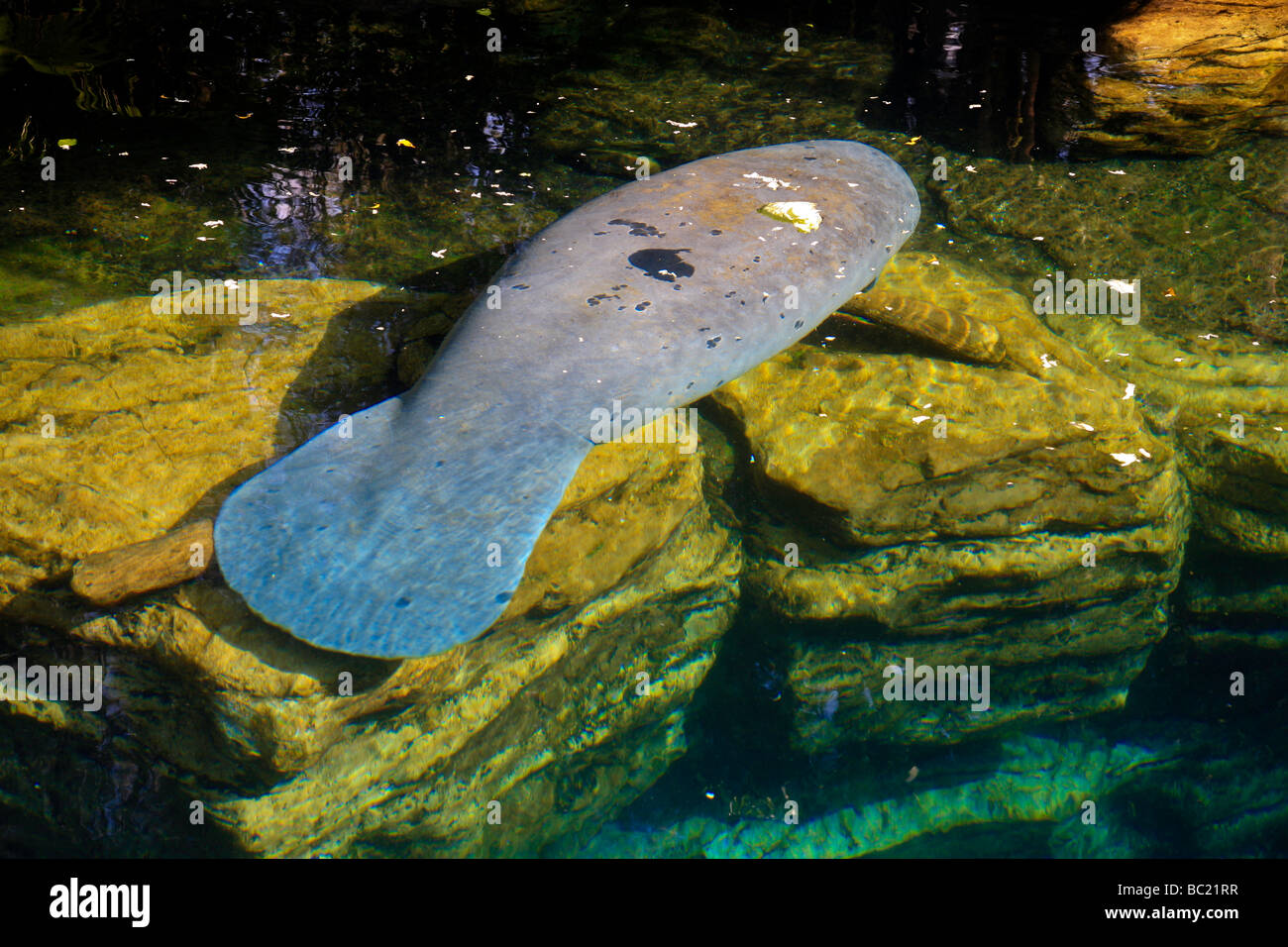 West Indian manatee in Florida's waters, top view Stock Photo - Alamy