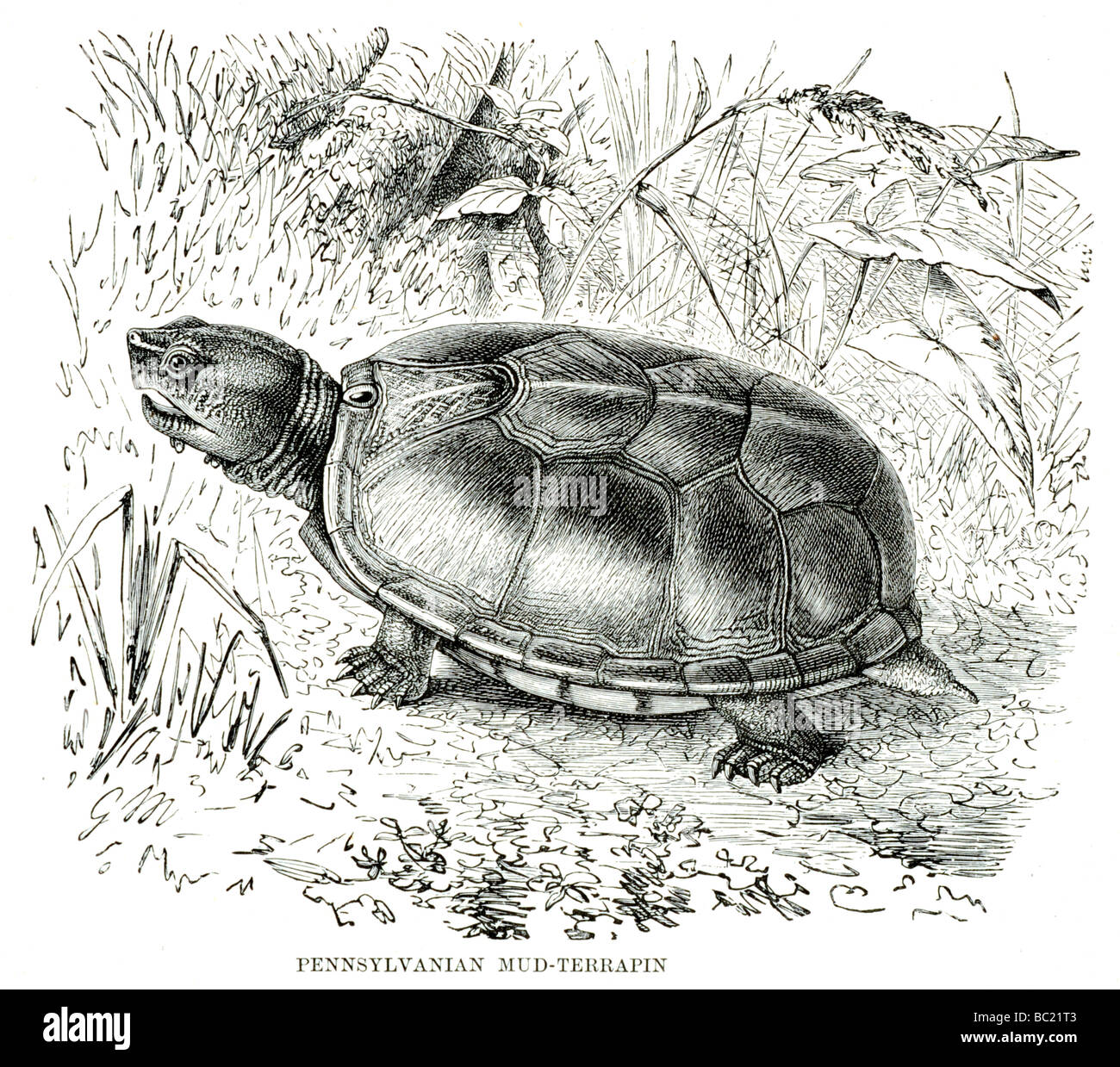 Black and white terrapin hi-res stock photography and images - Alamy
