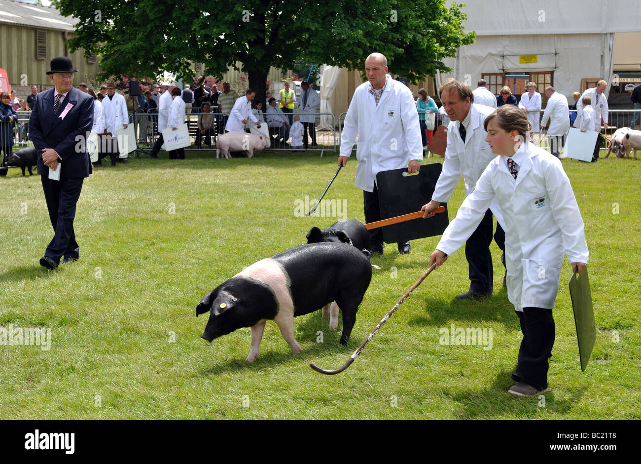 Judging pigs at Three Counties Show, Great Malvern, UK Stock Photo - Alamy
