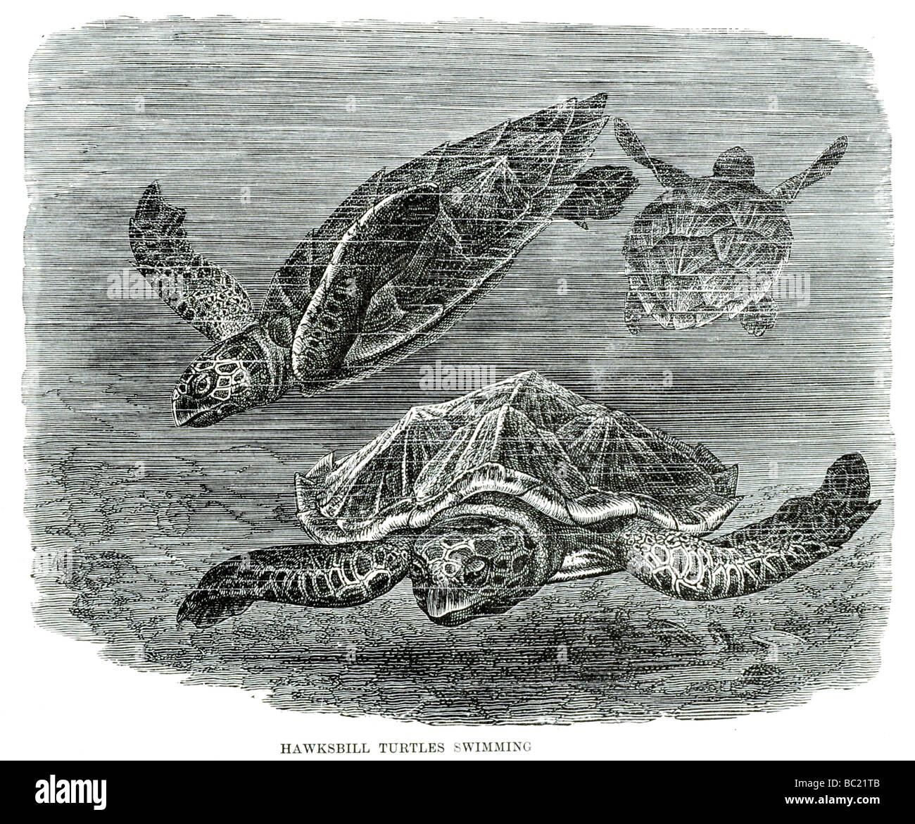 hawksbill turtles swimming Stock Photo - Alamy