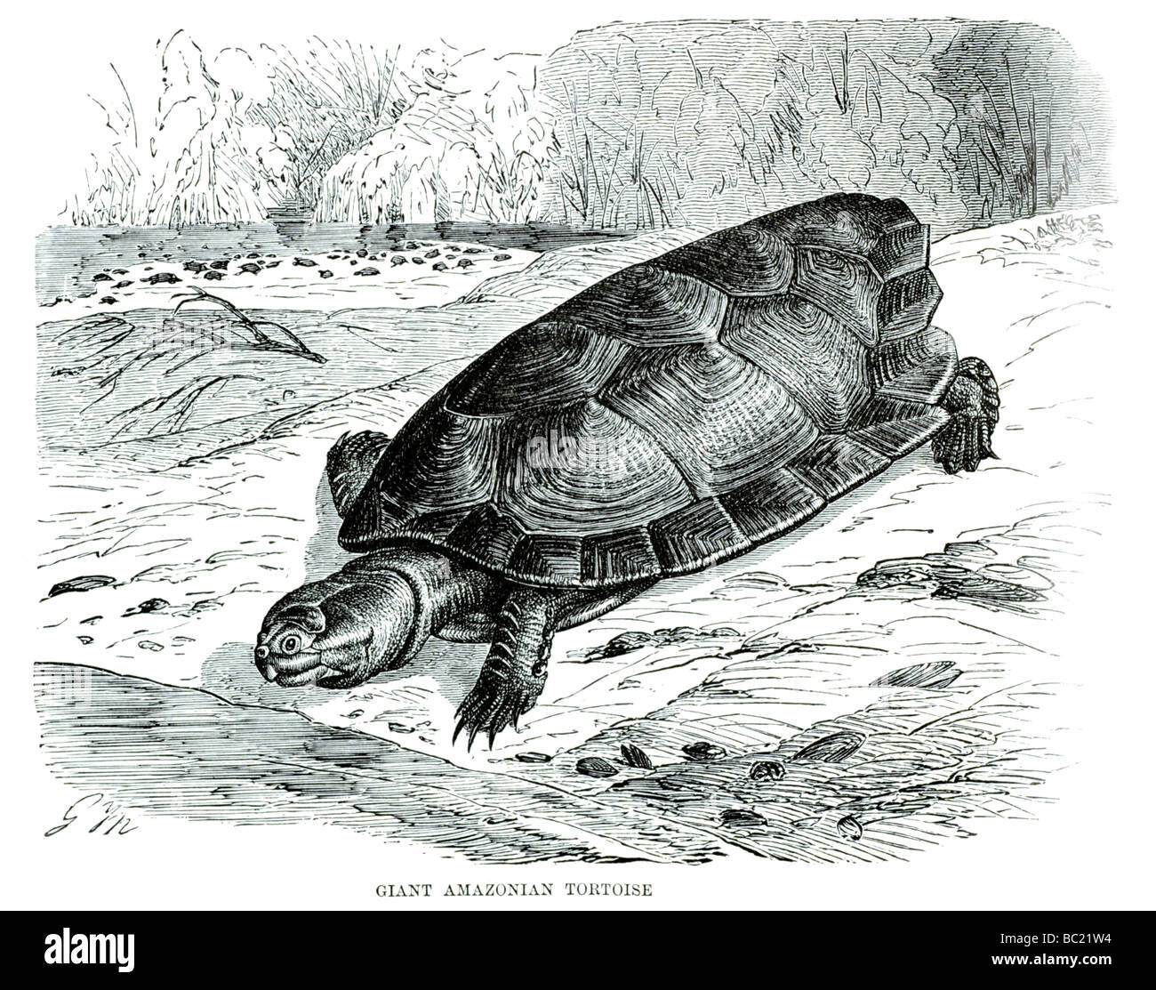 Amazonian giant river turtle hi-res stock photography and images - Alamy