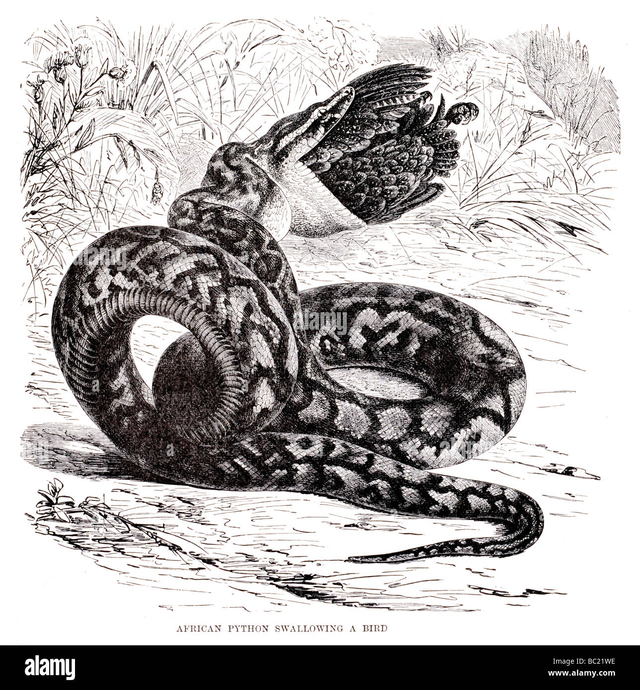 african python swallowing a bird Stock Photo - Alamy