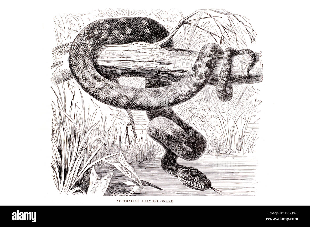 Australian black snake hi-res stock photography and images - Alamy