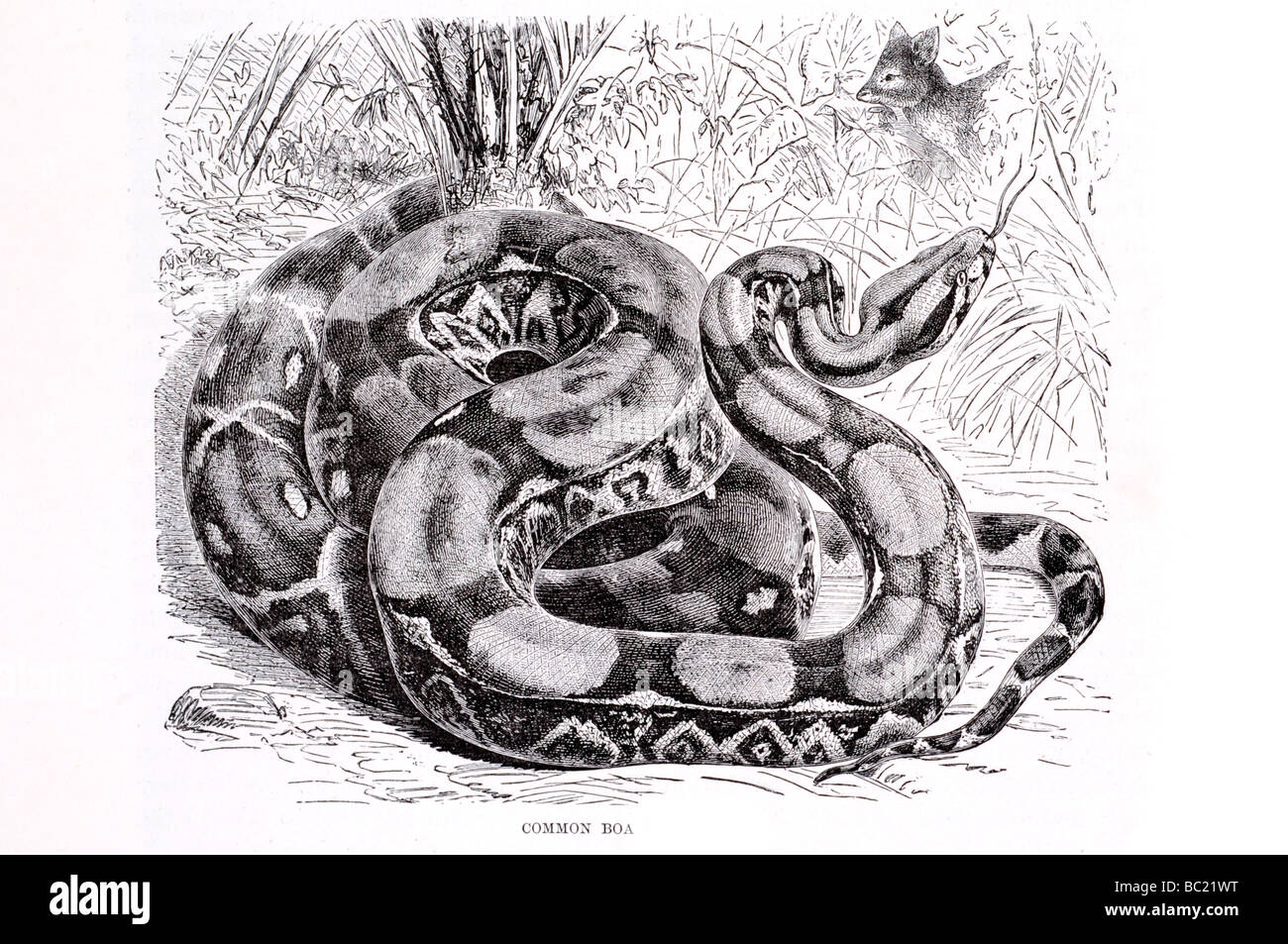 Common anaconda hi-res stock photography and images - Alamy