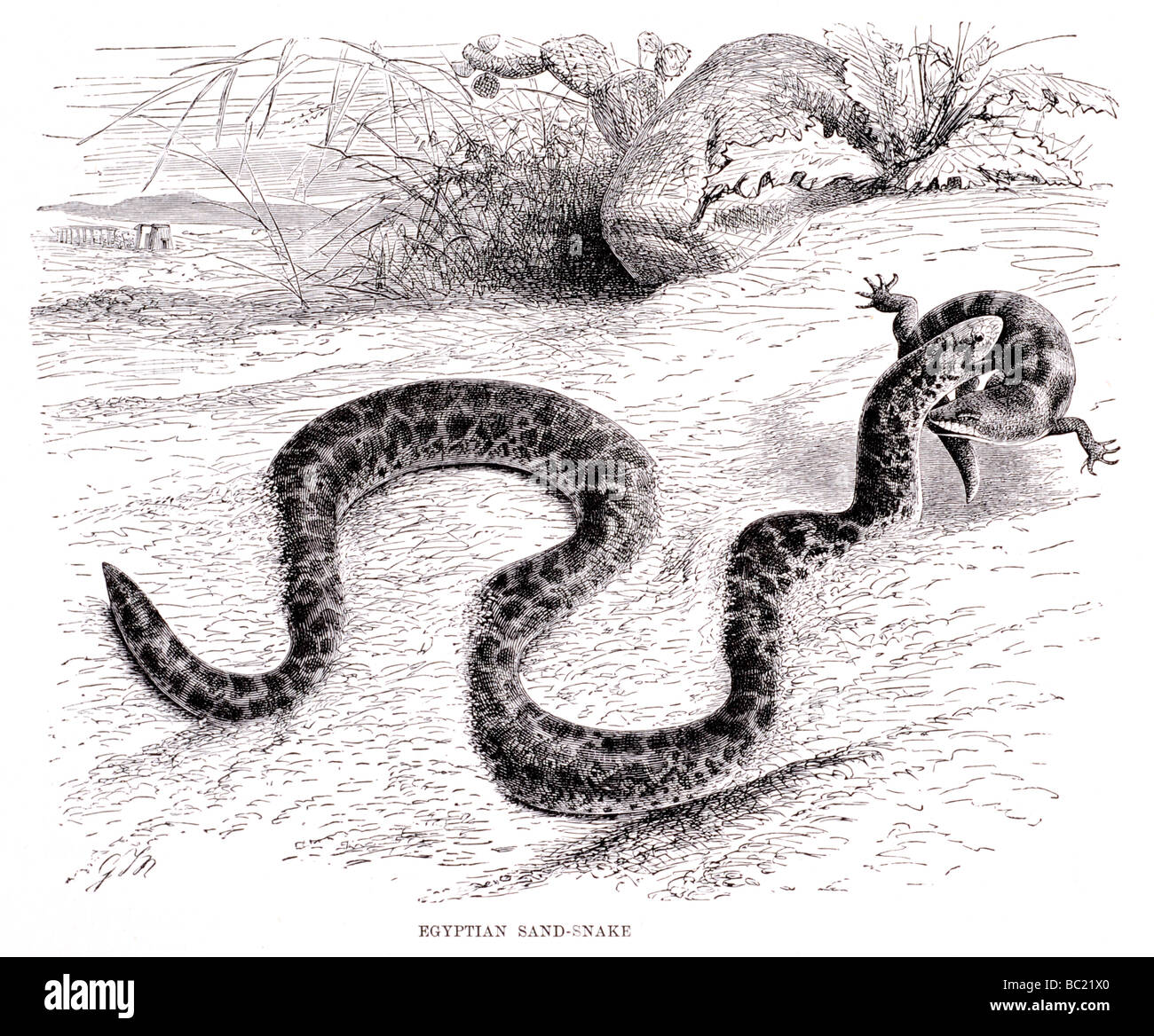 Sand snake hi-res stock photography and images - Alamy