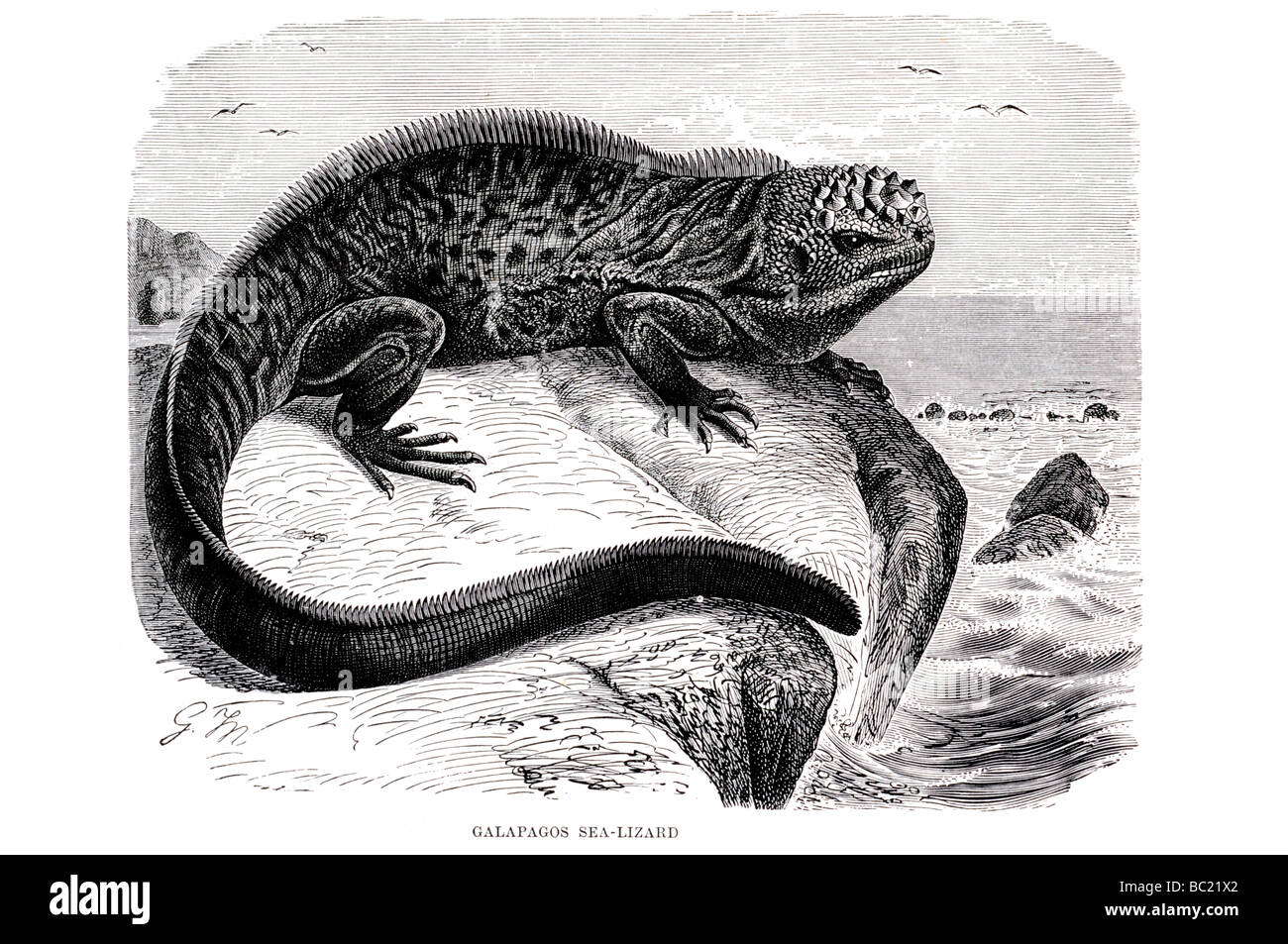 galapagos sea lizard Stock Photo - Alamy