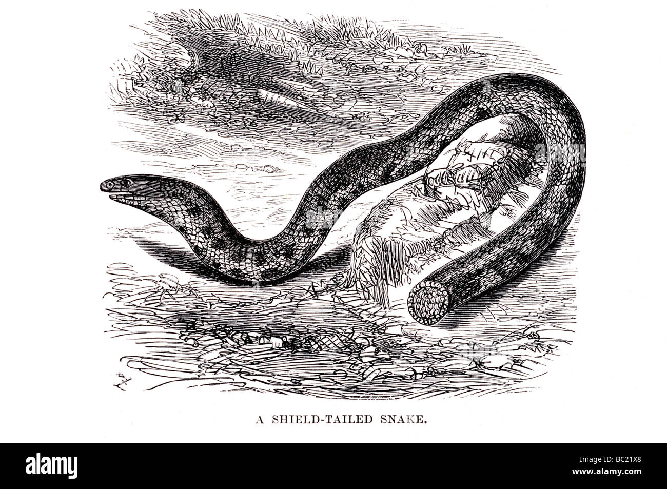 shield tailed snake Stock Photo - Alamy