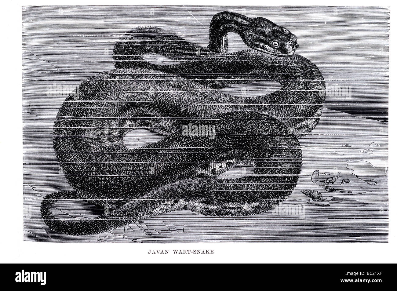 javan water snake Stock Photo - Alamy