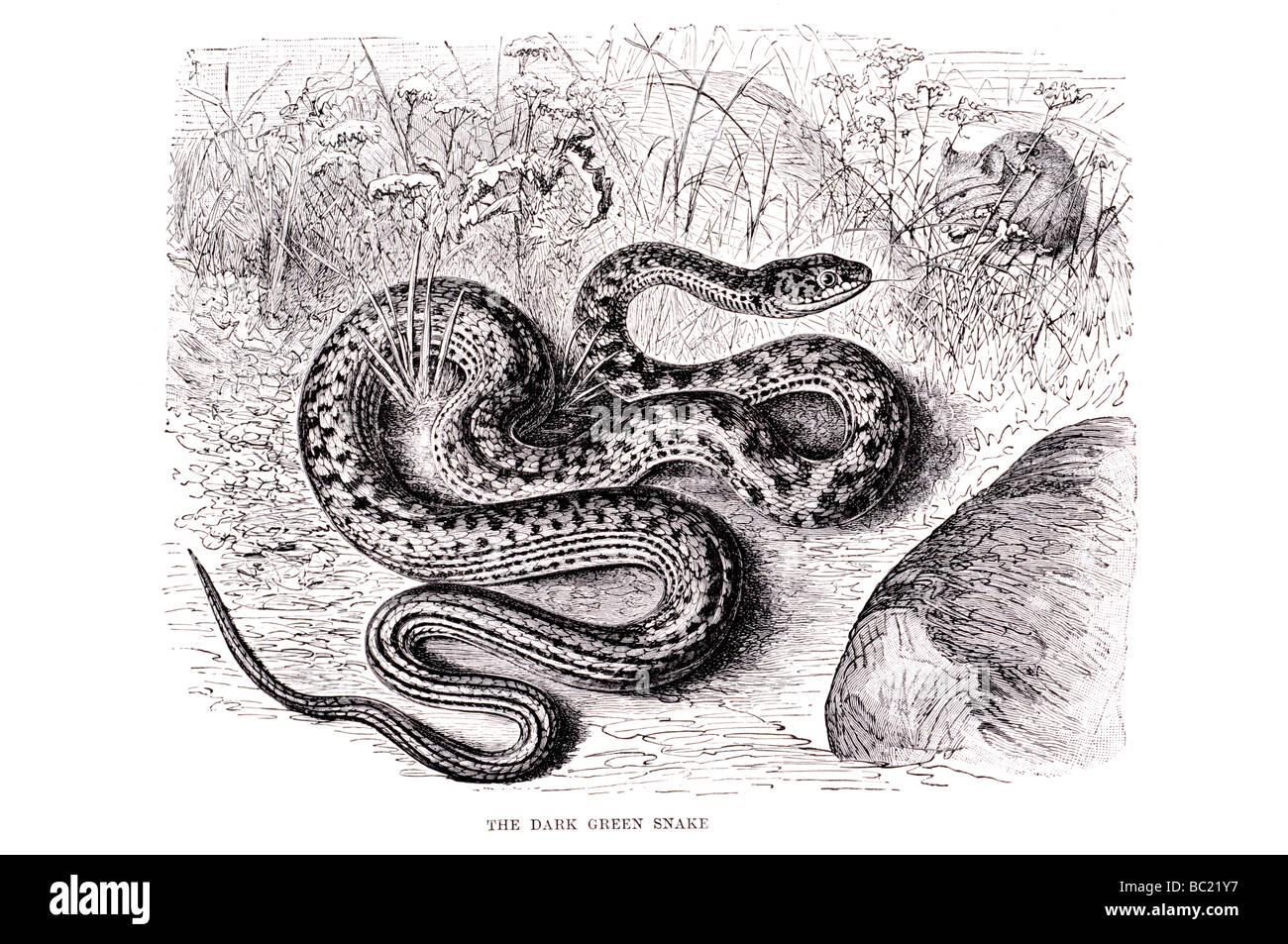 the dark green snake Stock Photo - Alamy