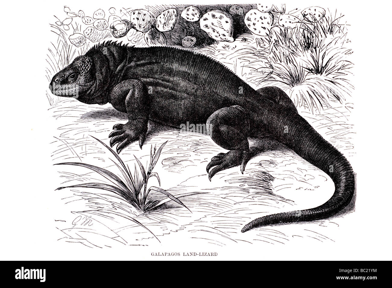 galapagos land lizard Stock Photo - Alamy