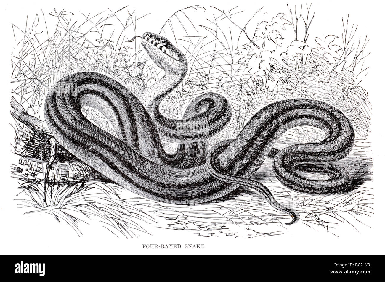 Black snake coiled hi-res stock photography and images - Alamy