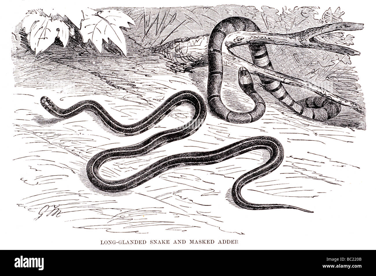 long glanded snake and masked adder Stock Photo - Alamy