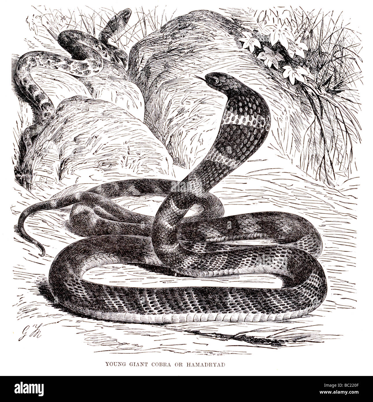 young giant cobra or hamadryad Stock Photo - Alamy