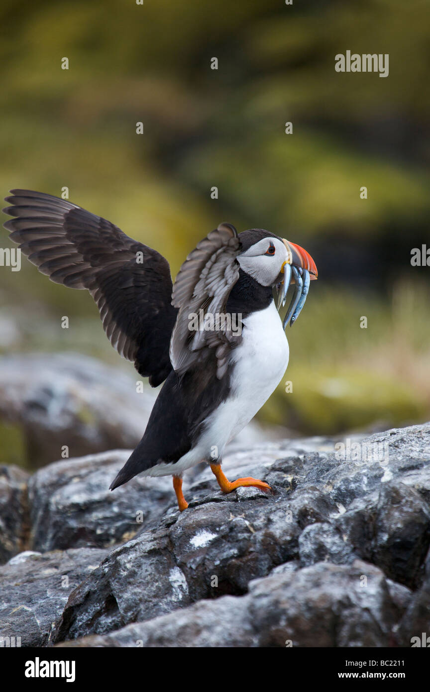 Puffin hunter hi-res stock photography and images - Alamy