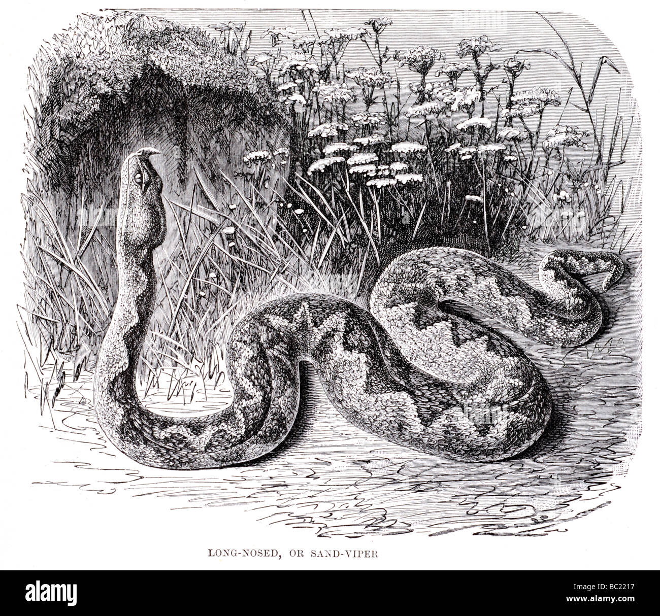 Long snake like hi-res stock photography and images - Alamy