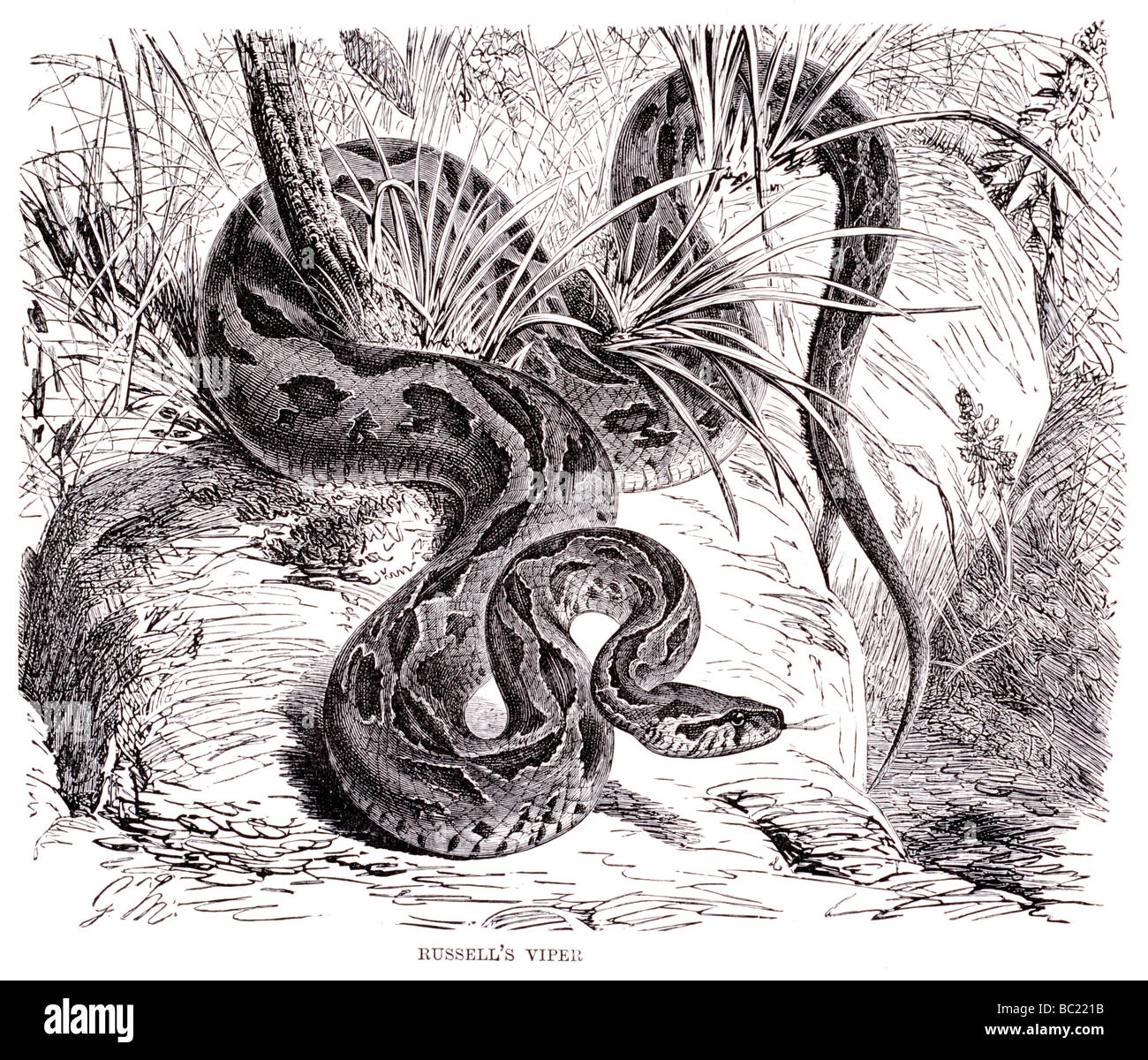 Russells viper hi-res stock photography and images - Alamy