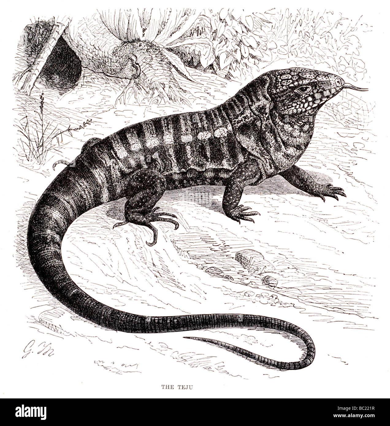 Tupinambis teguixin hi-res stock photography and images - Alamy