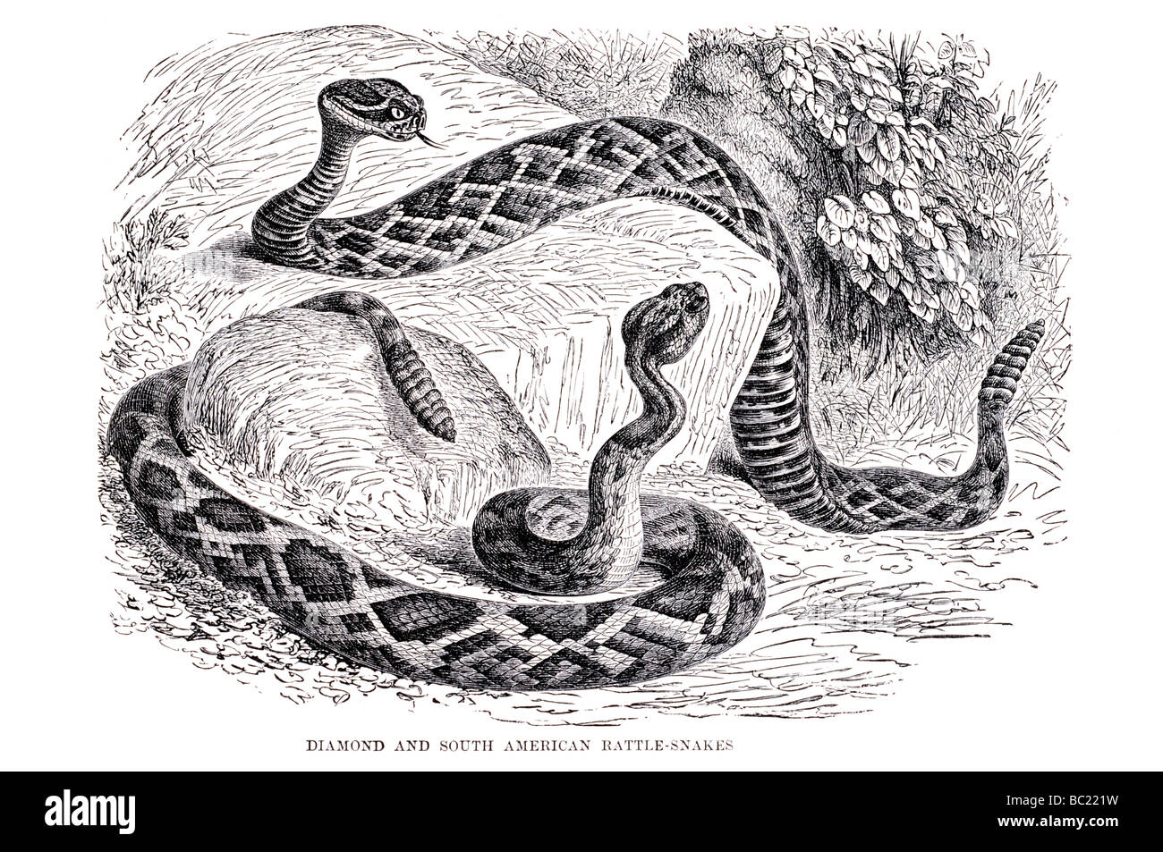 American snakes hi-res stock photography and images - Alamy