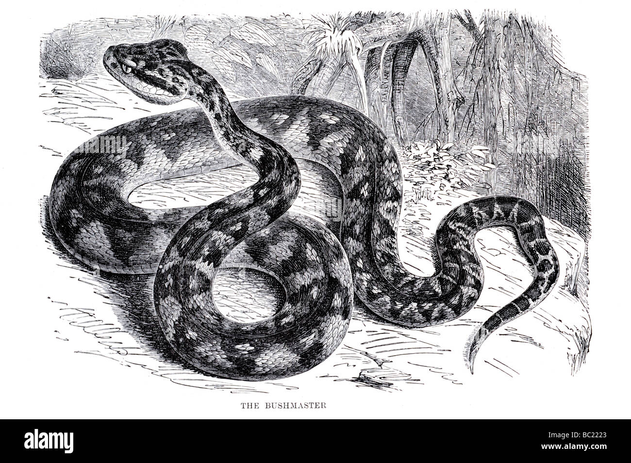 Bushmaster hi-res stock photography and images - Alamy