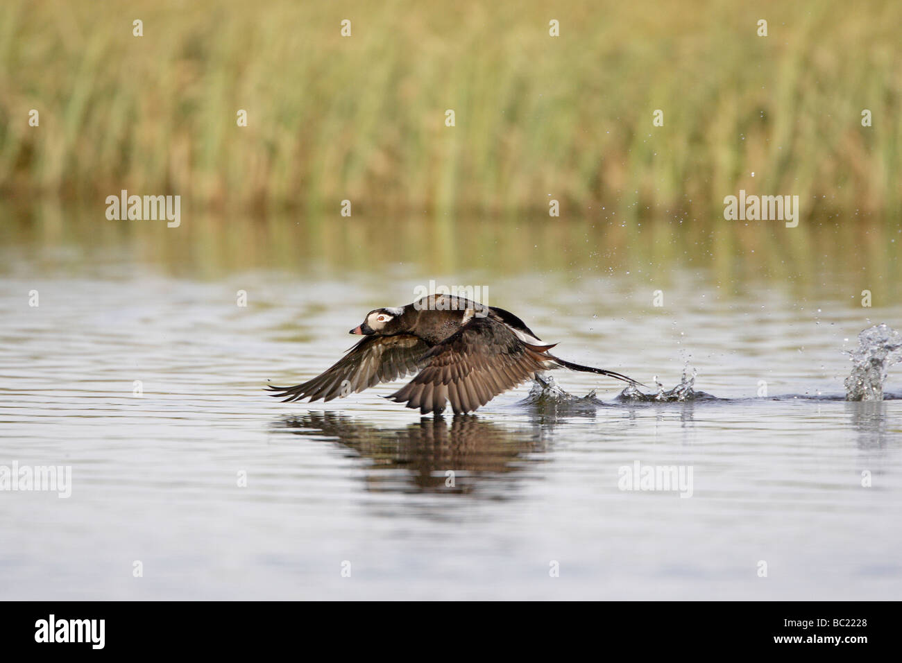 Male Long-tailed Duck taking off Stock Photo - Alamy